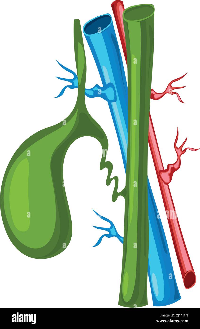 gallbladder human body part Stock Vector Image & Art - Alamy