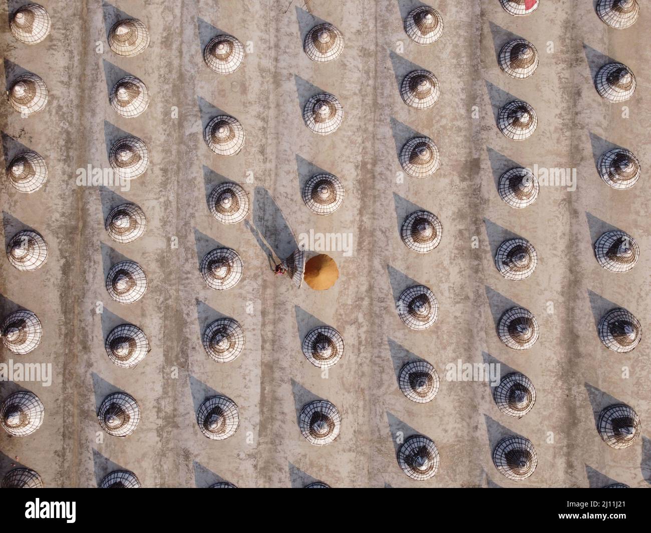 A worker is covering mounds of rice with a giant hat-shaped bamboo cone ...