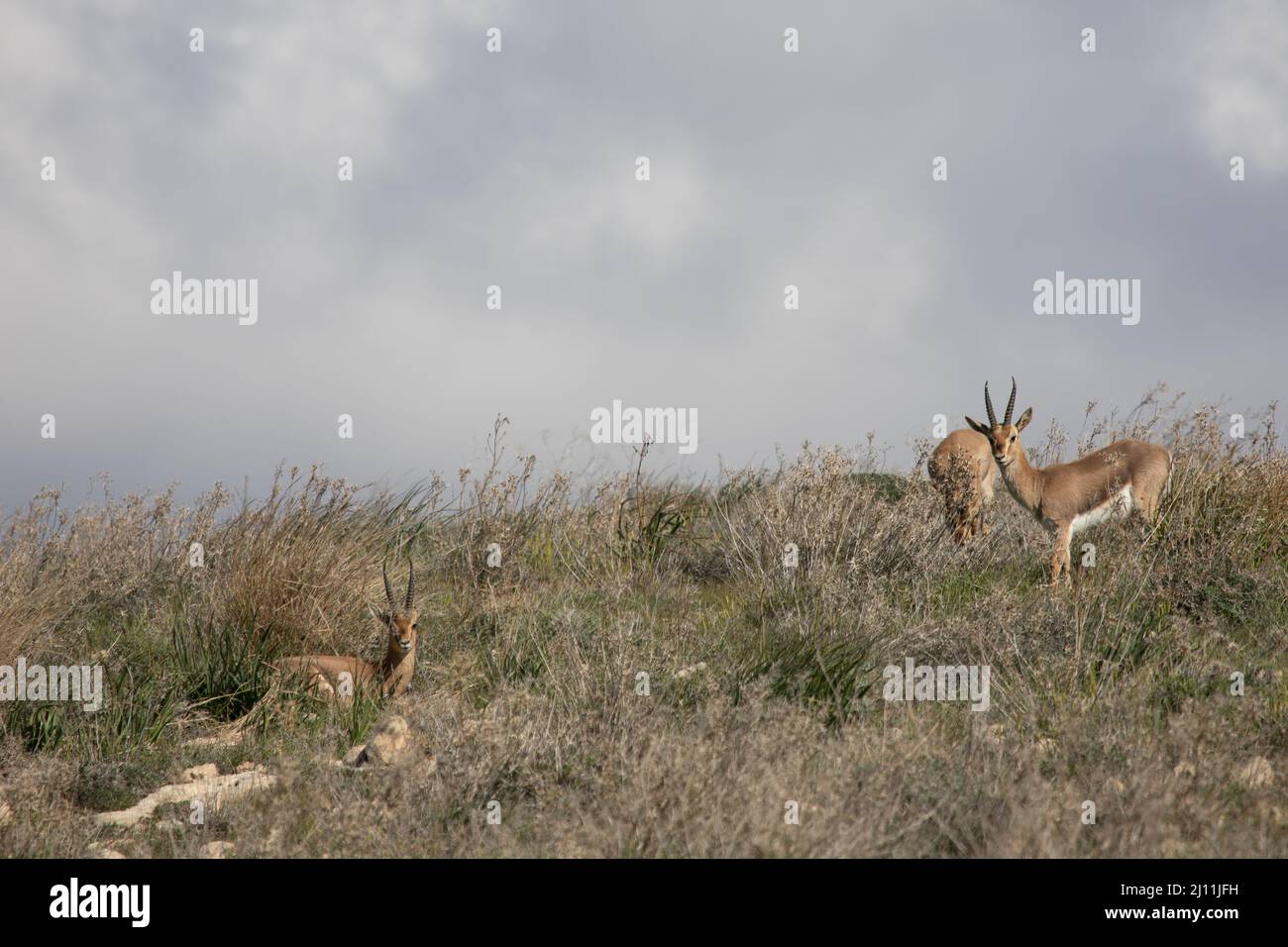 Beautiful Impala Antelope in African landscape and scenery Stock Photo ...