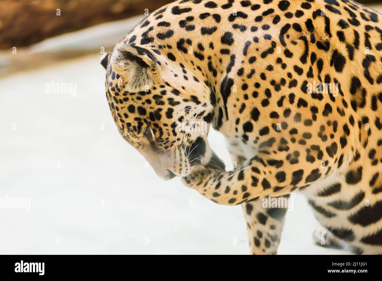 Chinese leopard or North China leopard in zoo Stock Photo - Alamy