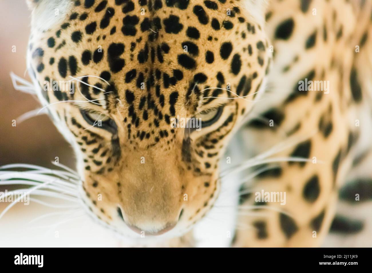Chinese leopard or North China leopard in zoo Stock Photo - Alamy