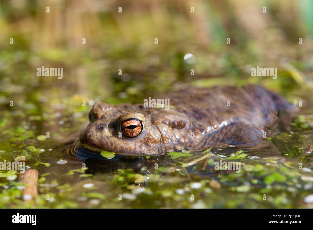 Common toad male in a small pond Stock Photo - Alamy