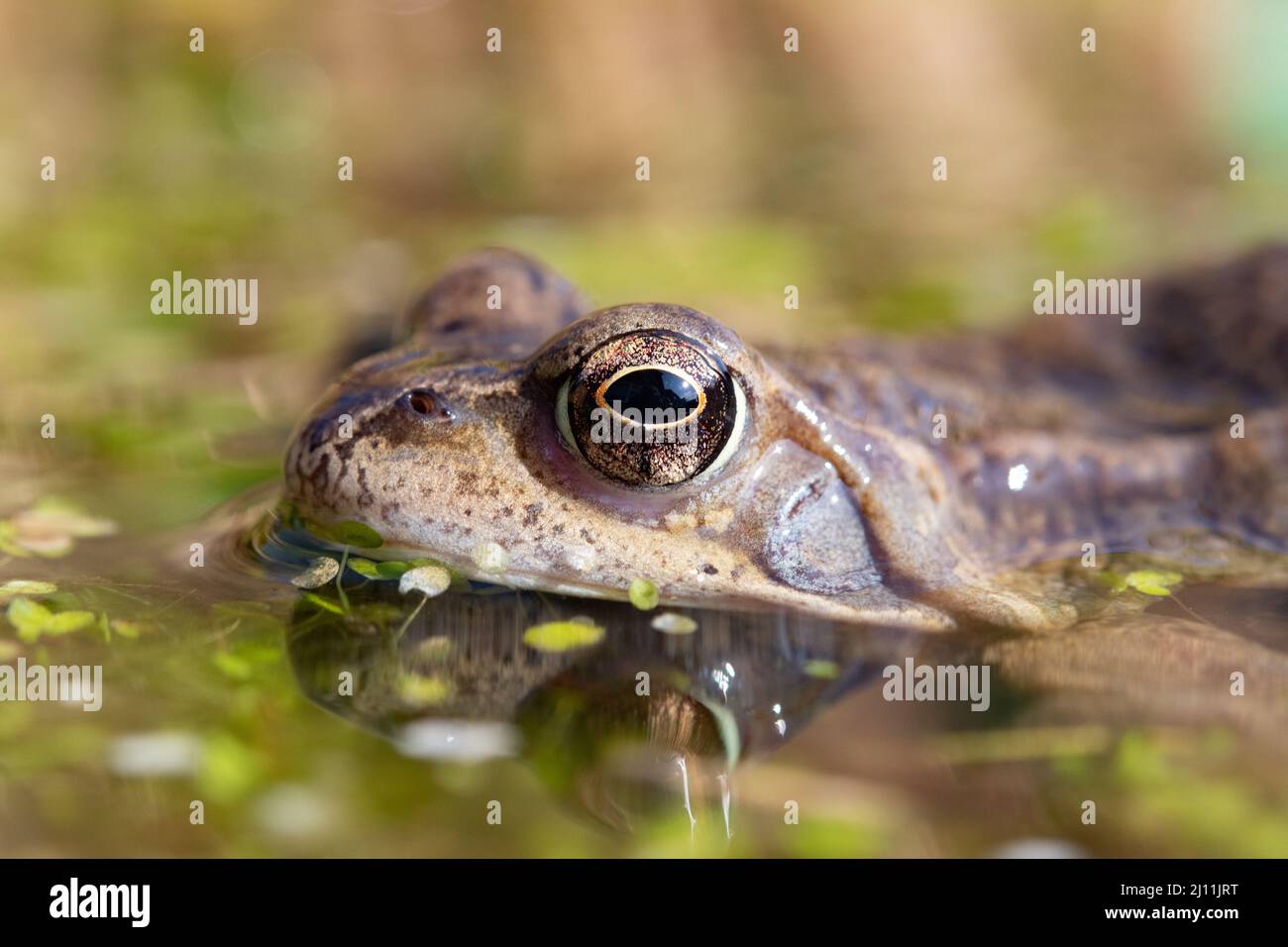 common frog male Stock Photo - Alamy