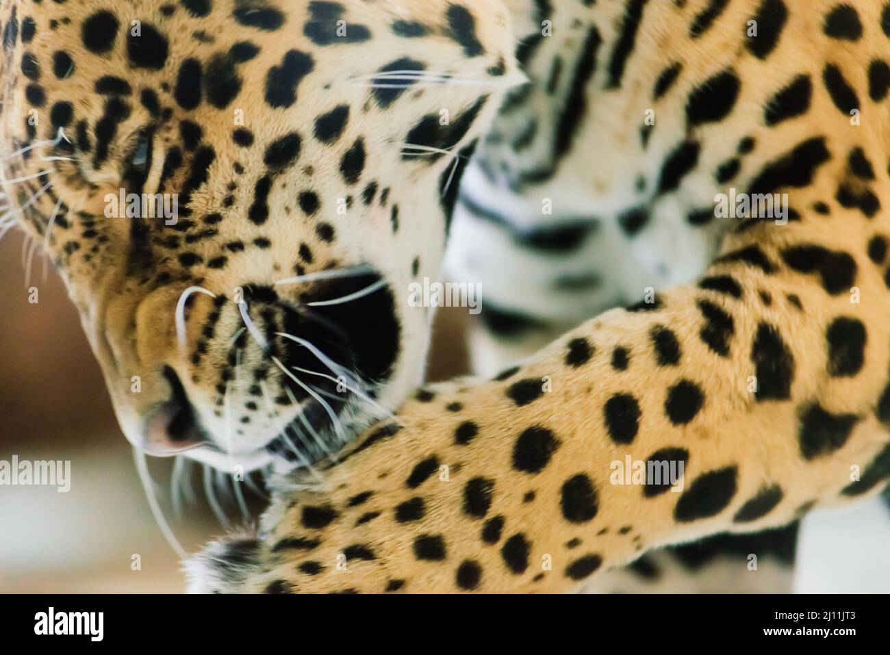 Chinese leopard or North China leopard in zoo Stock Photo - Alamy