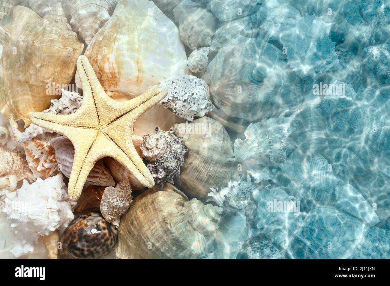 Starfish and seashell on the summer beach in sea water. Summer ...