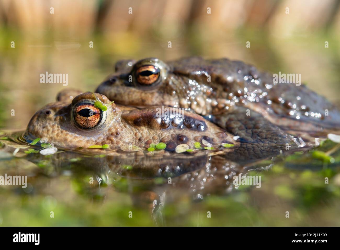 common toads breeding Stock Photo - Alamy