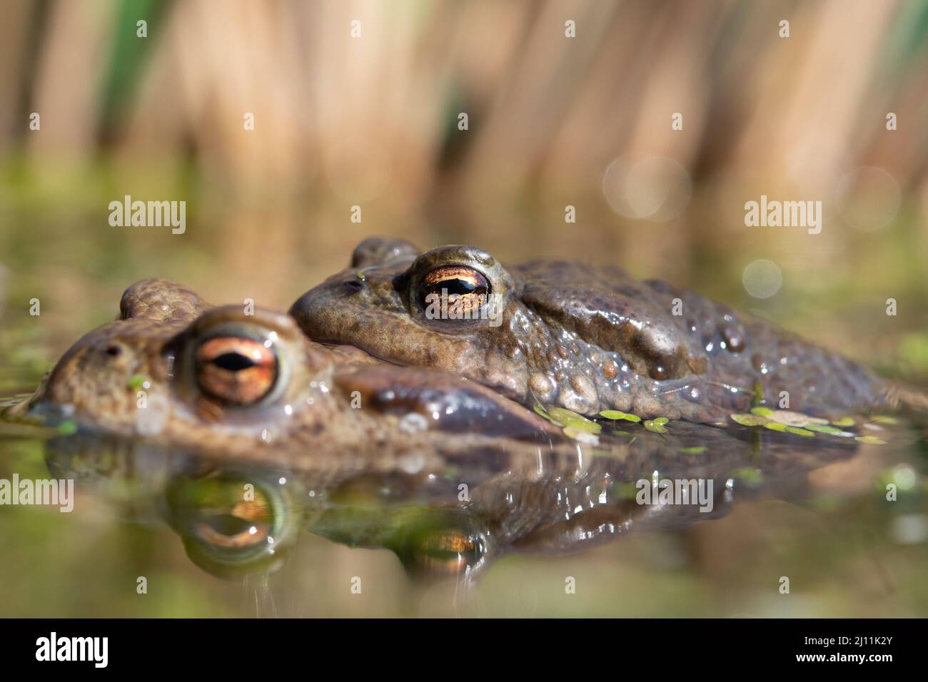 common toads breeding Stock Photo - Alamy
