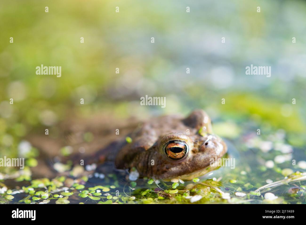Common toad male in a small pond Stock Photo - Alamy