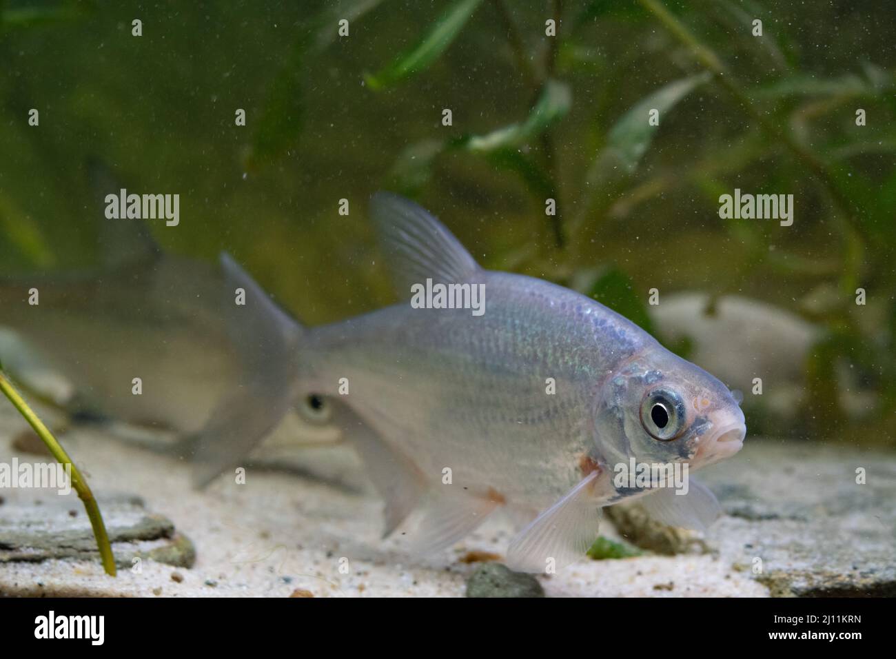 Silver bream hi-res stock photography and images - Alamy
