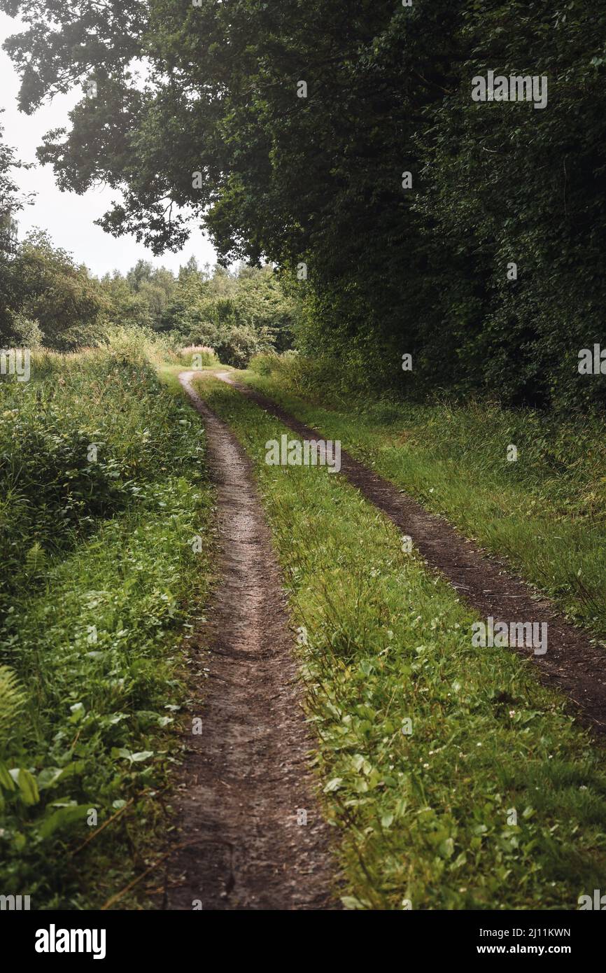 Landscape photo of a small road in the forest during summer season ...