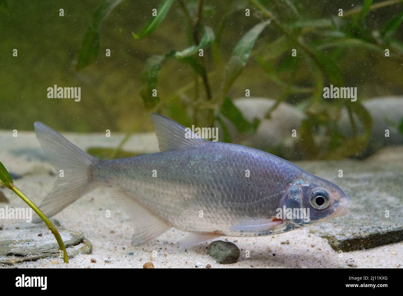 Silver bream hi-res stock photography and images - Alamy