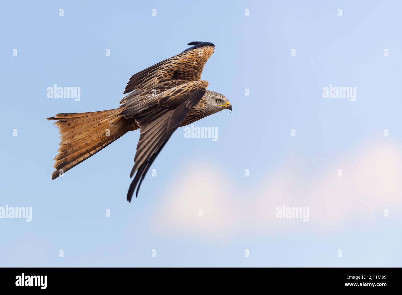 Picture of a bird flying Stock Photo - Alamy