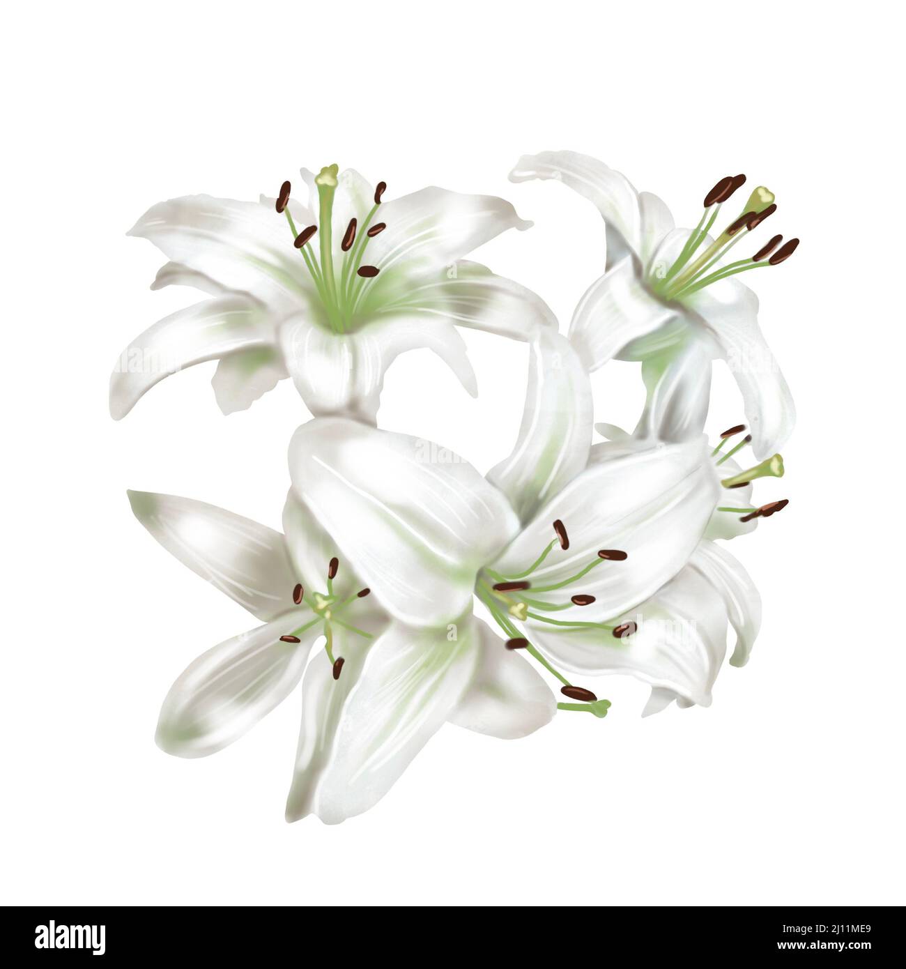 Watercolor realistic white lilies. Illustration of a bouquet of lilies ...