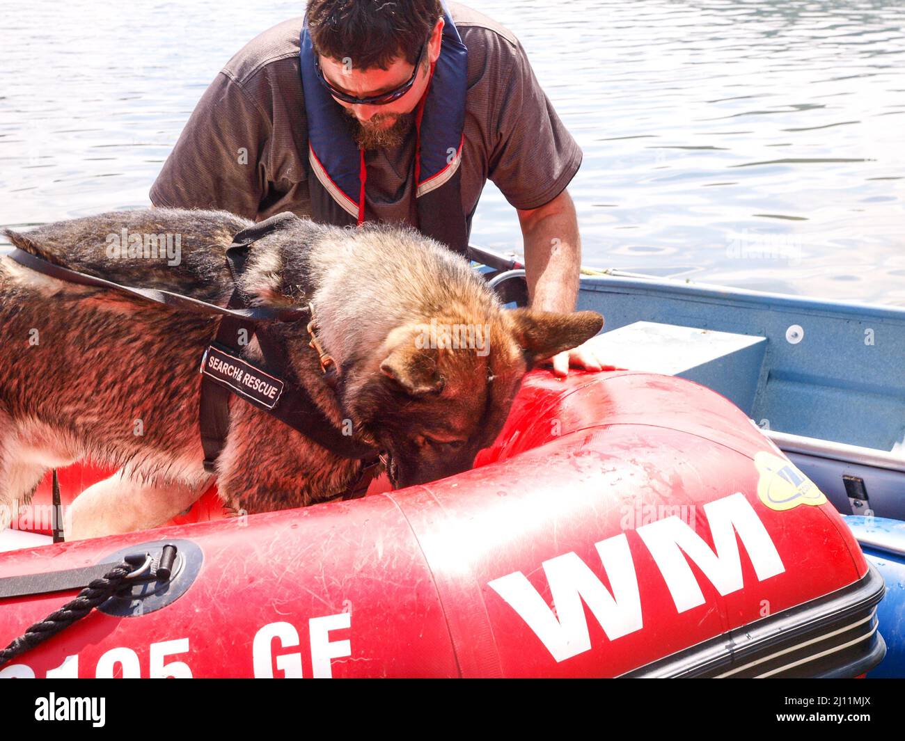 Search and Rescue Dog. Water Rescue Drill Stock Photo - Alamy
