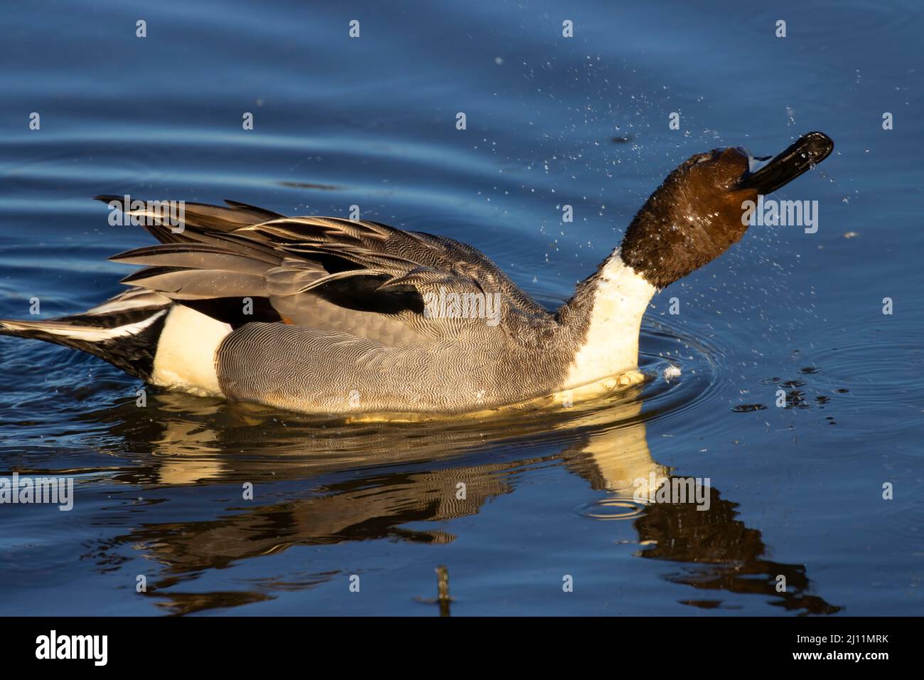 Northern pintail (Anas acuta), Colusa National Wildlife Refuge ...