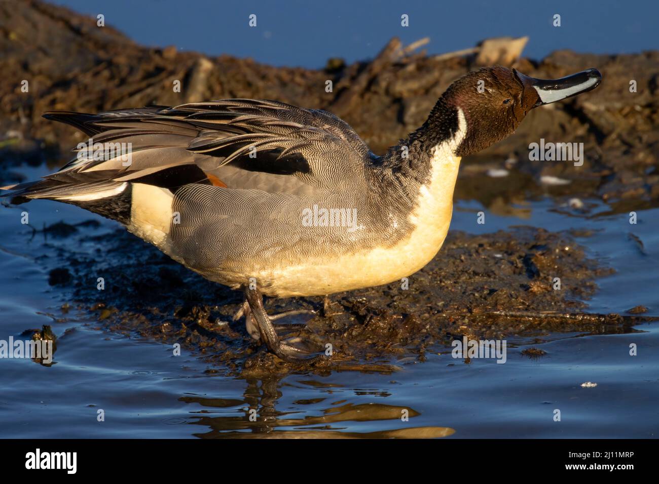 Northern pintail (Anas acuta), Colusa National Wildlife Refuge ...