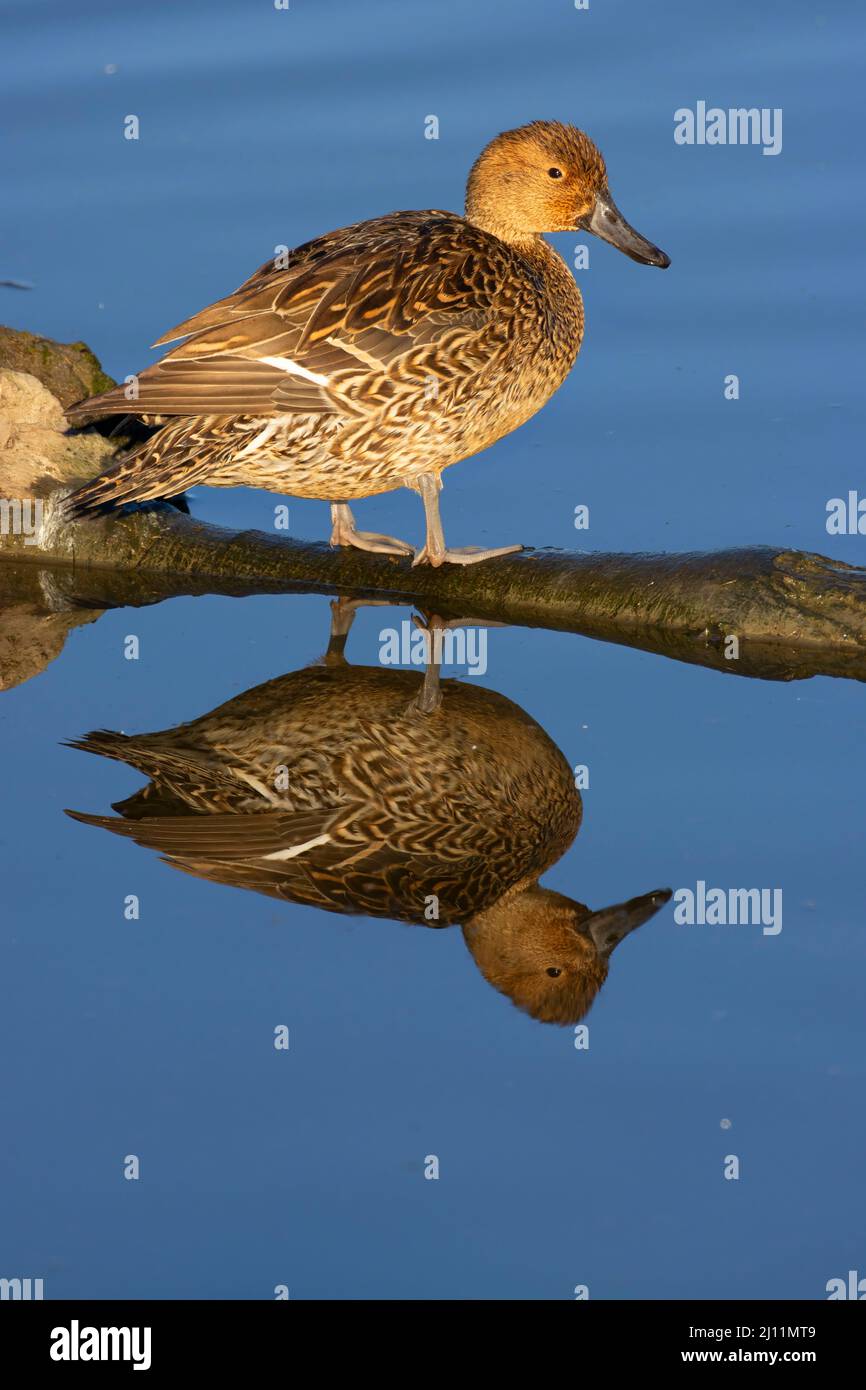 Northern pintail (Anas acuta), Colusa National Wildlife Refuge ...