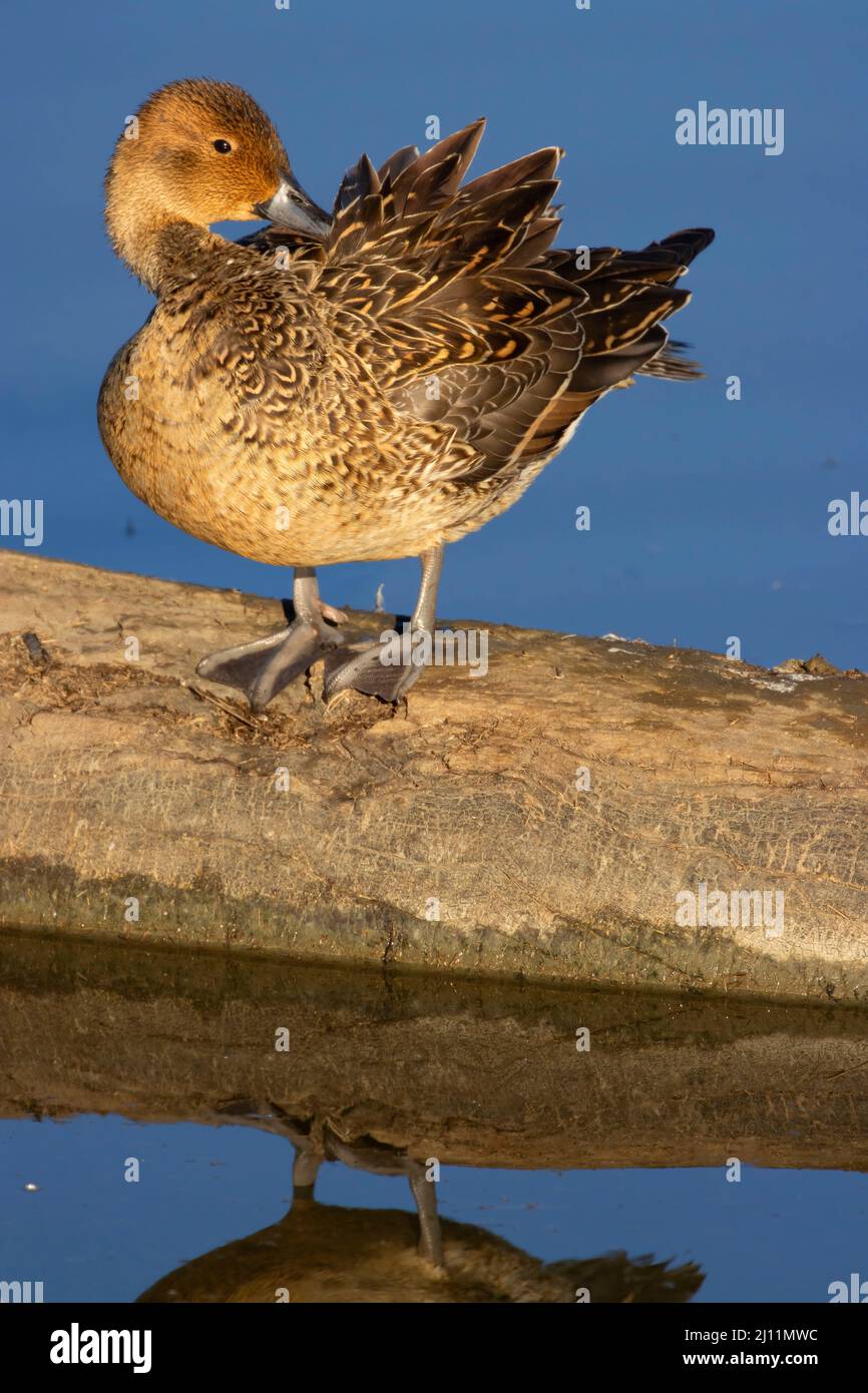Northern pintail (Anas acuta), Colusa National Wildlife Refuge ...