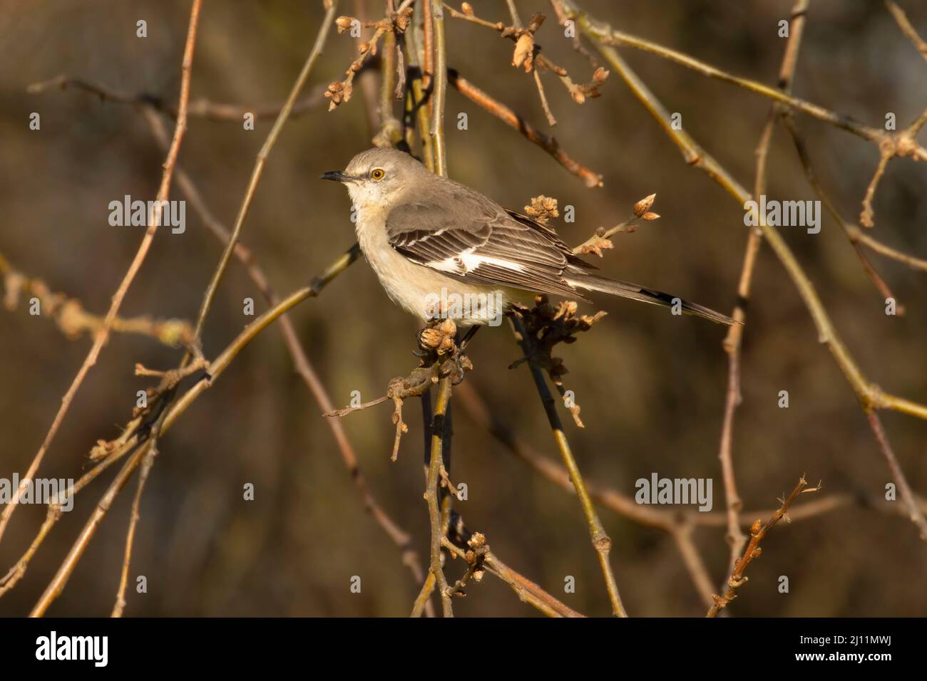 Northern Mockingbird (Mimus polyglottos), Colusa National Wildlife ...