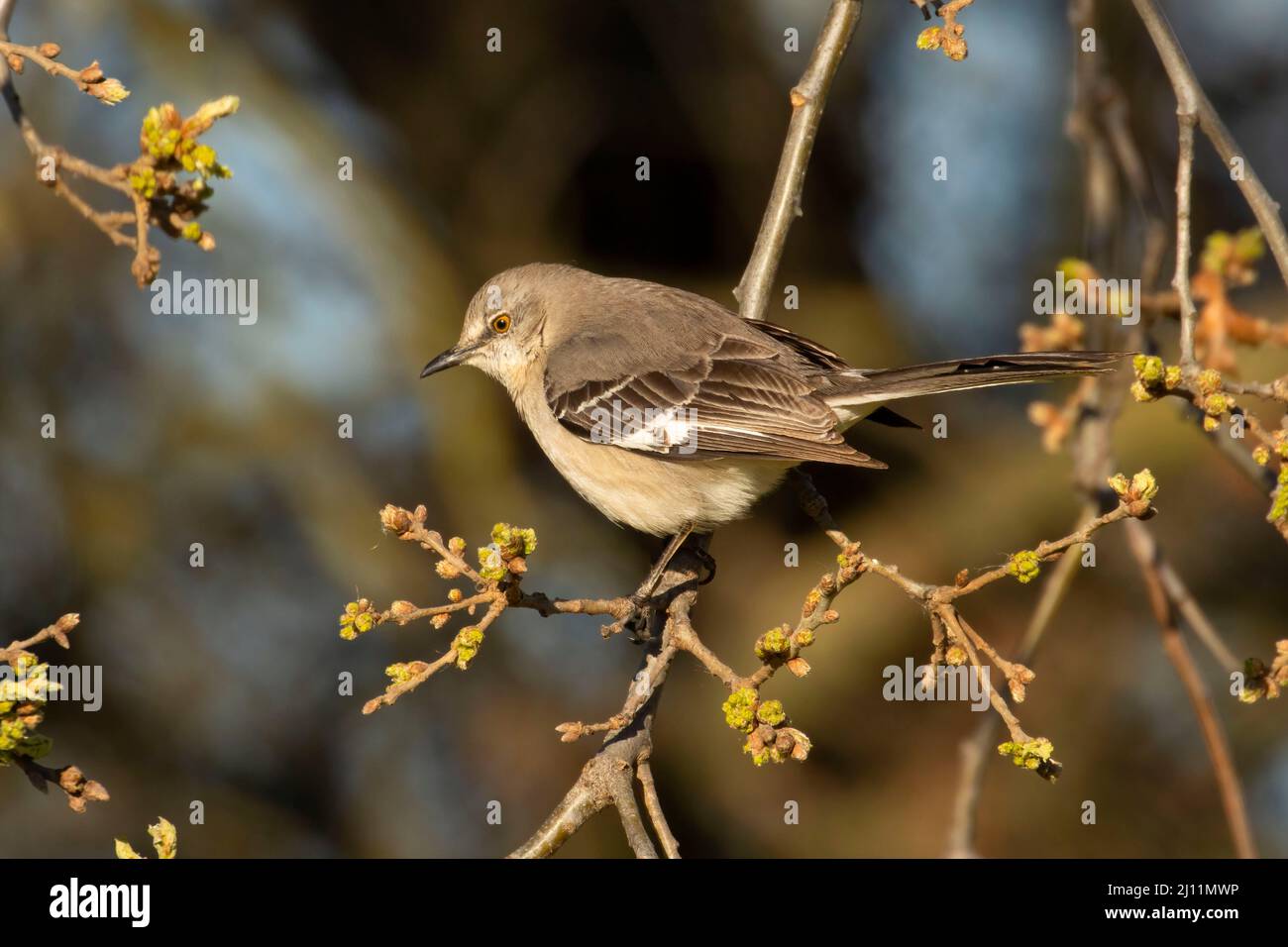 Northern Mockingbird (Mimus polyglottos), Colusa National Wildlife ...