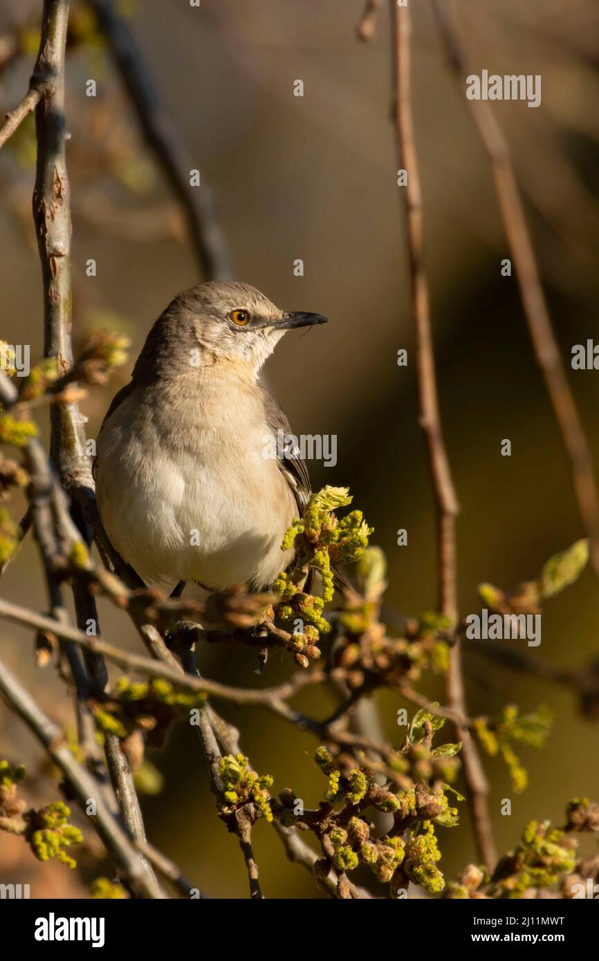 Mockingbird valley hi-res stock photography and images - Alamy