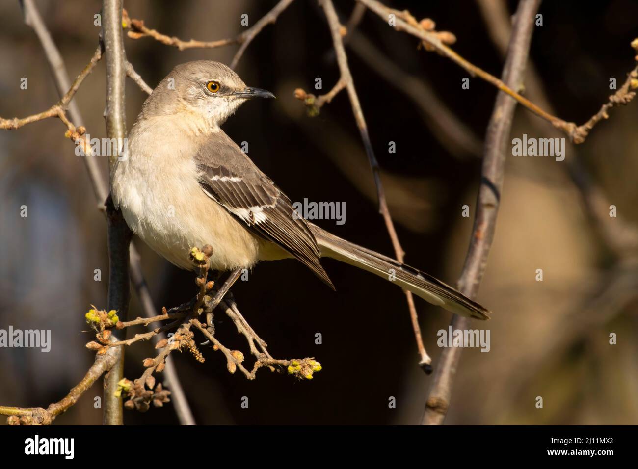 Northern Mockingbird (Mimus polyglottos), Colusa National Wildlife ...
