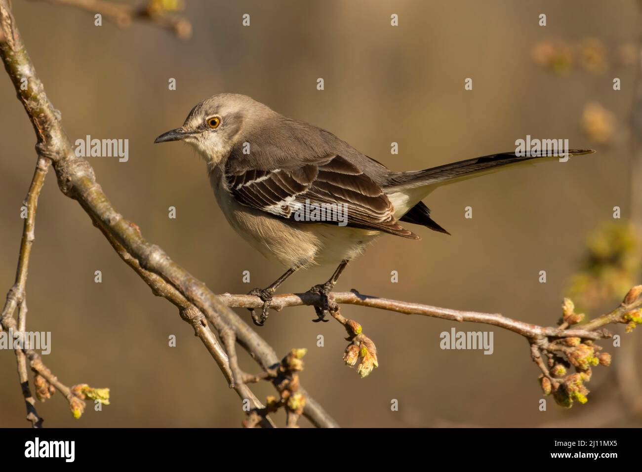 Northern Mockingbird (Mimus polyglottos), Colusa National Wildlife ...