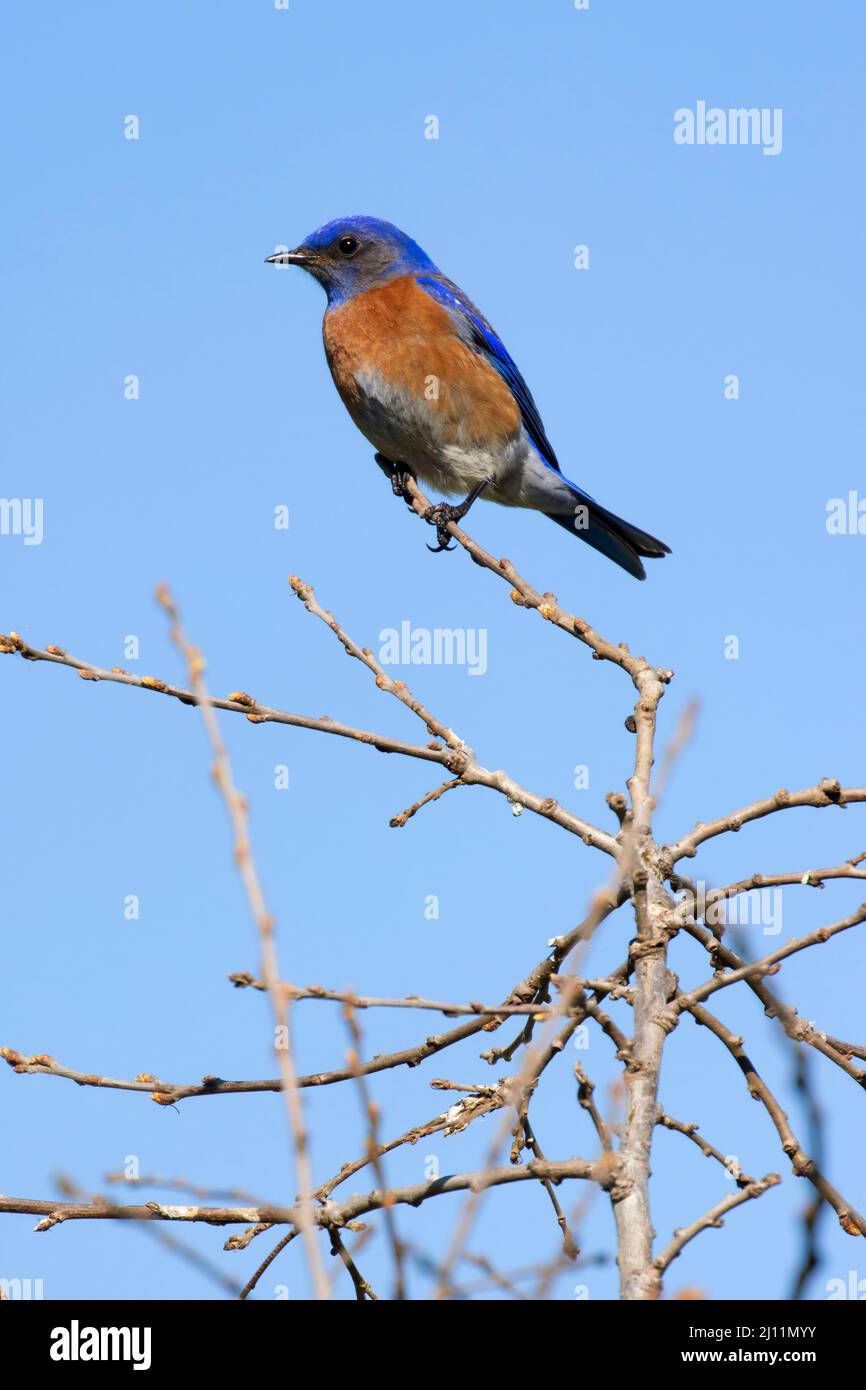 California mexicana hi-res stock photography and images - Alamy