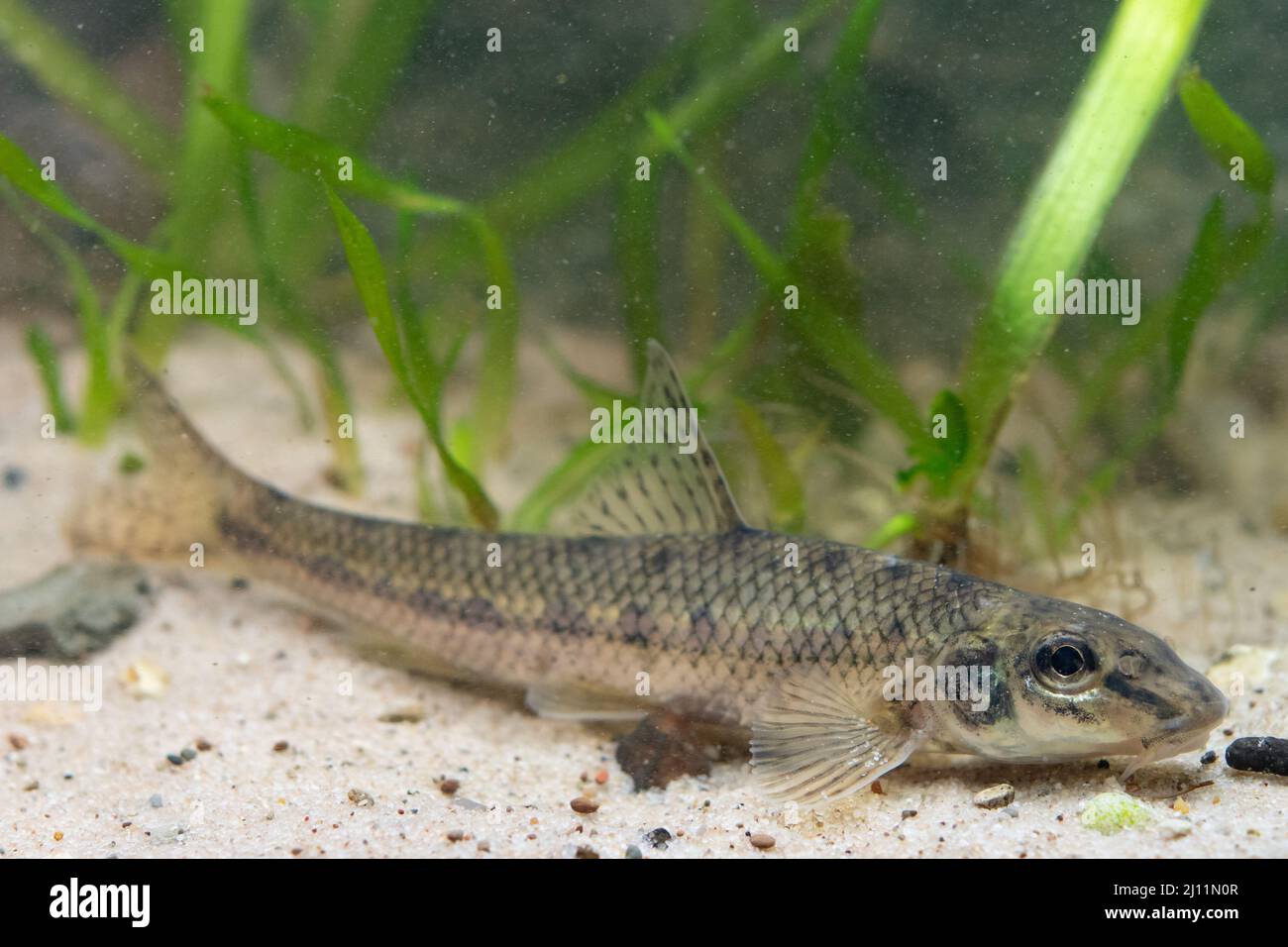 Gudgeon uk fish hi-res stock photography and images - Alamy