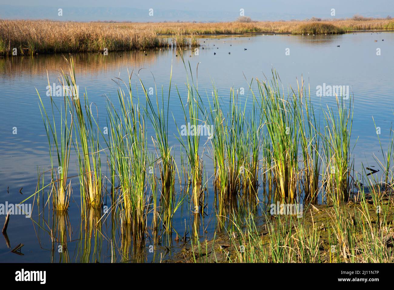 Wetland cattail pond, Kern National Wildlife Refuge, California Stock ...