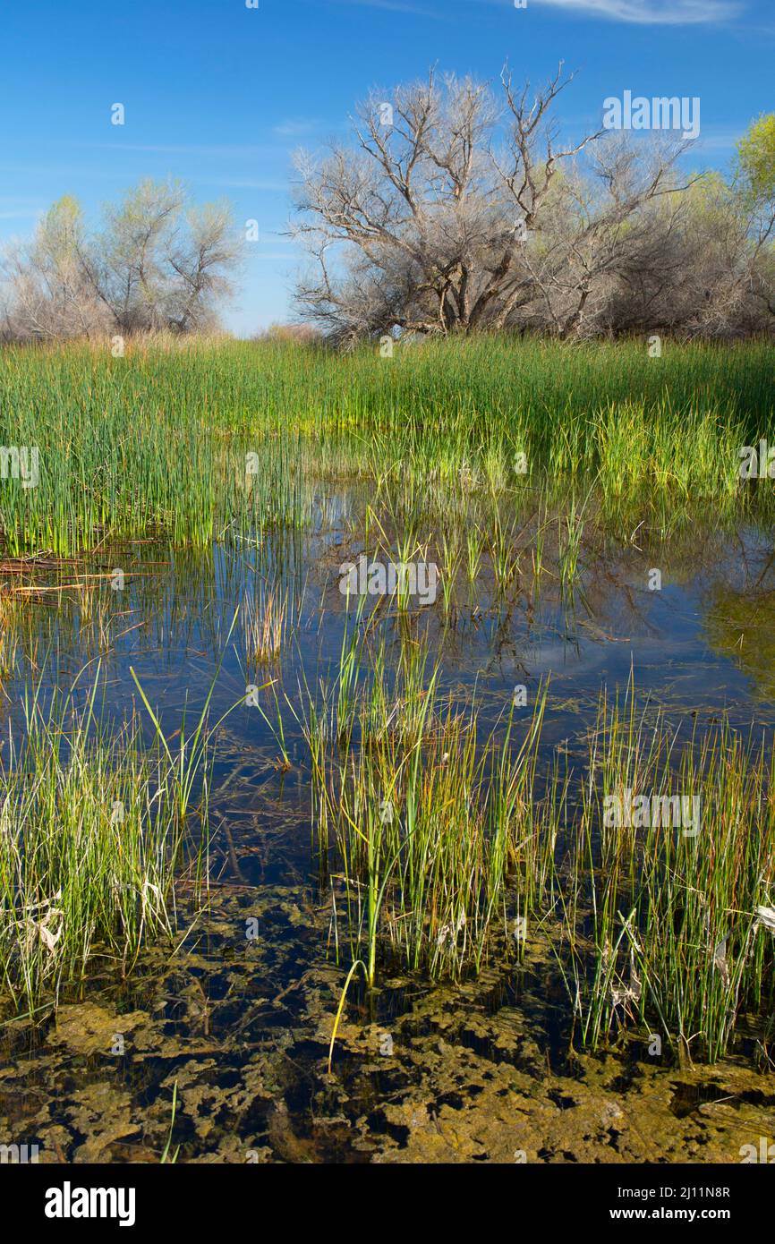 Wetland bulrush pond, Kern National Wildlife Refuge, California Stock ...