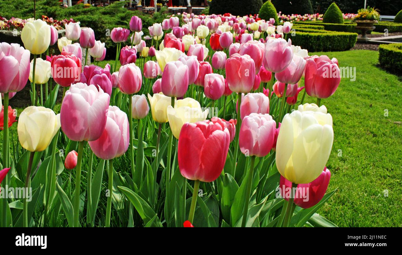 Spring concept of the celebration. Greeting card for women's Day Stock ...