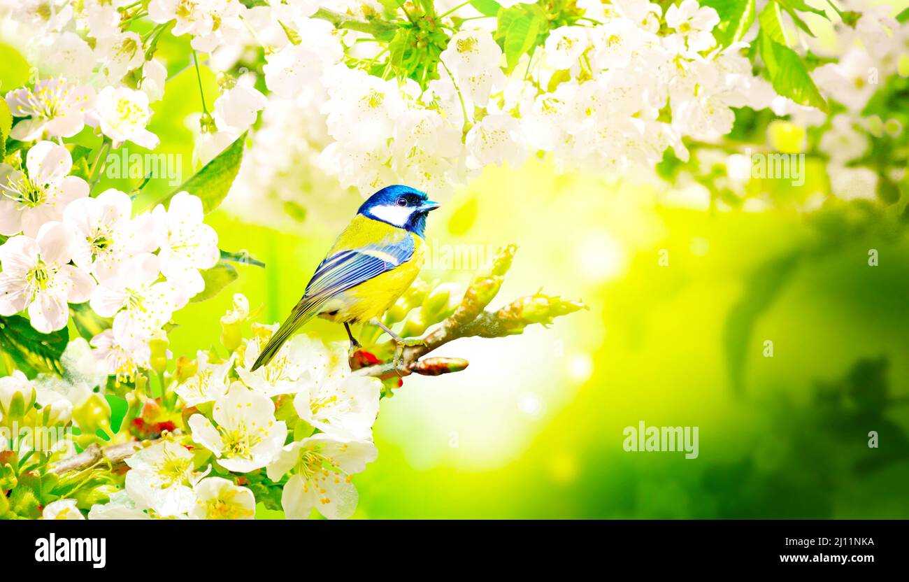 Concept of bird lovers and birdwatching. A beauty of the environment ...