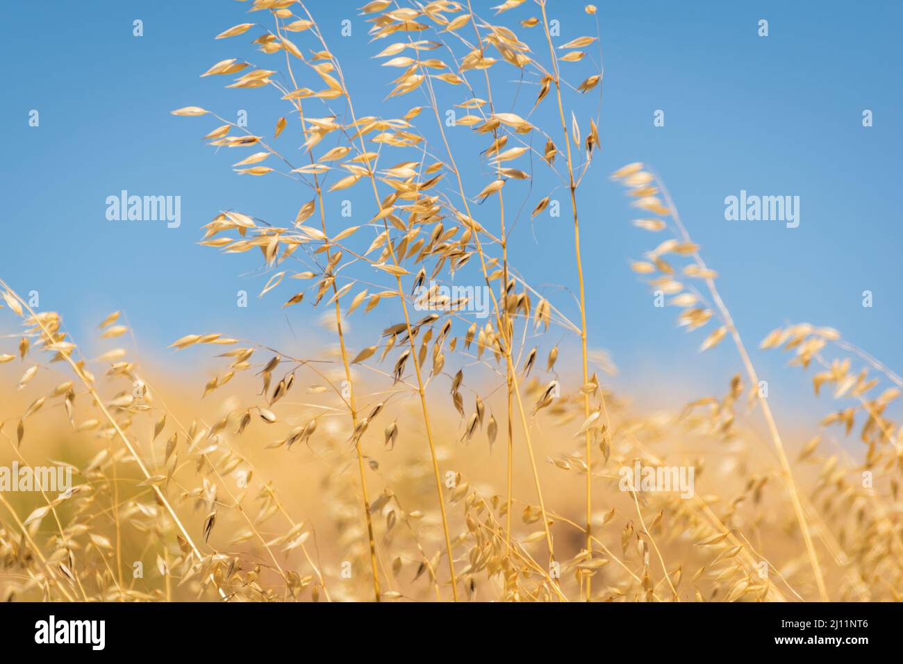 Tall dry grass, hay, in a rural field blowing in the wind and blue sky ...