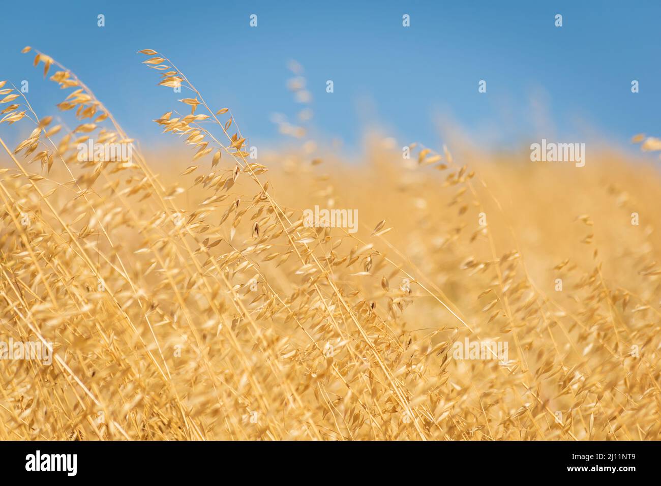 Windy tall dry grass, hay, in a rural field and blue sky Stock Photo ...