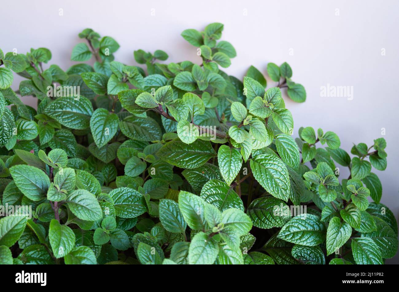 Spur flower leaves on pink background Stock Photo - Alamy