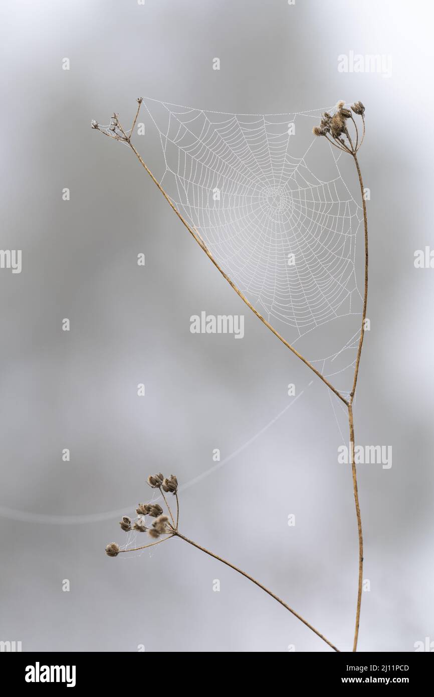 Spider between flowers hi-res stock photography and images - Alamy