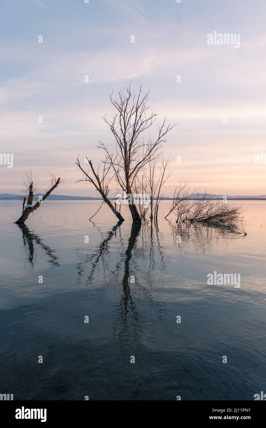 Symmetric skeletal trees reflections on a lake with perfectly still ...