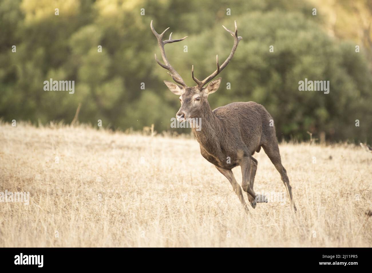Running deer in Spain Stock Photo - Alamy