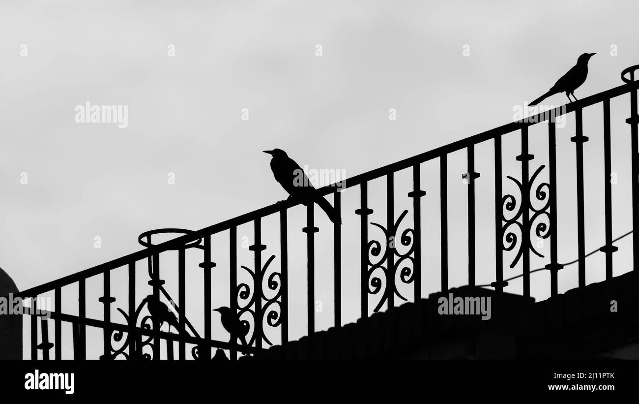 Two Birds Are Sitting On An Ornamental Railing Silhouetted Against A ...