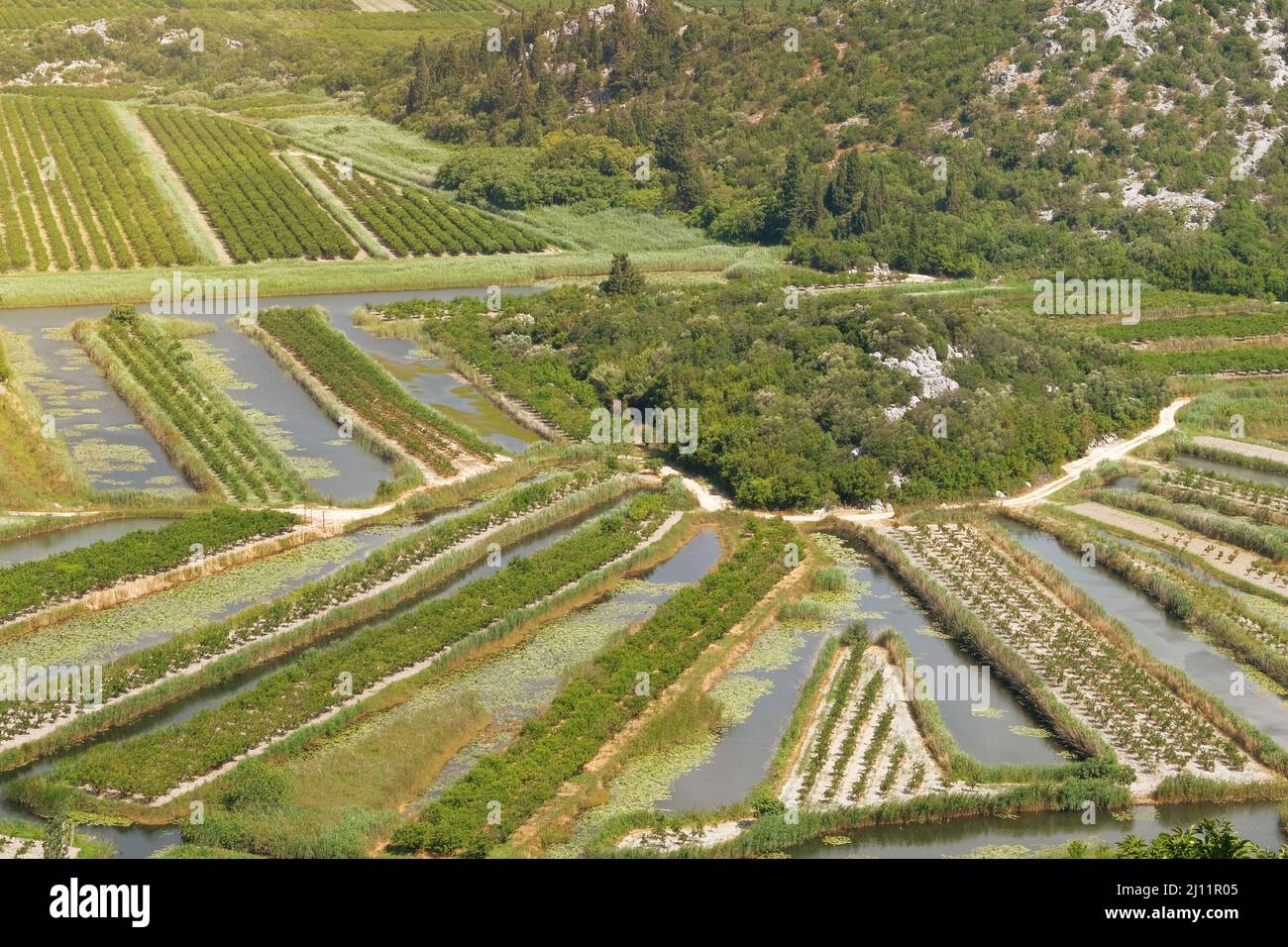 Organic vegetables grown in a rustic farm garden. Green rows in farming ...