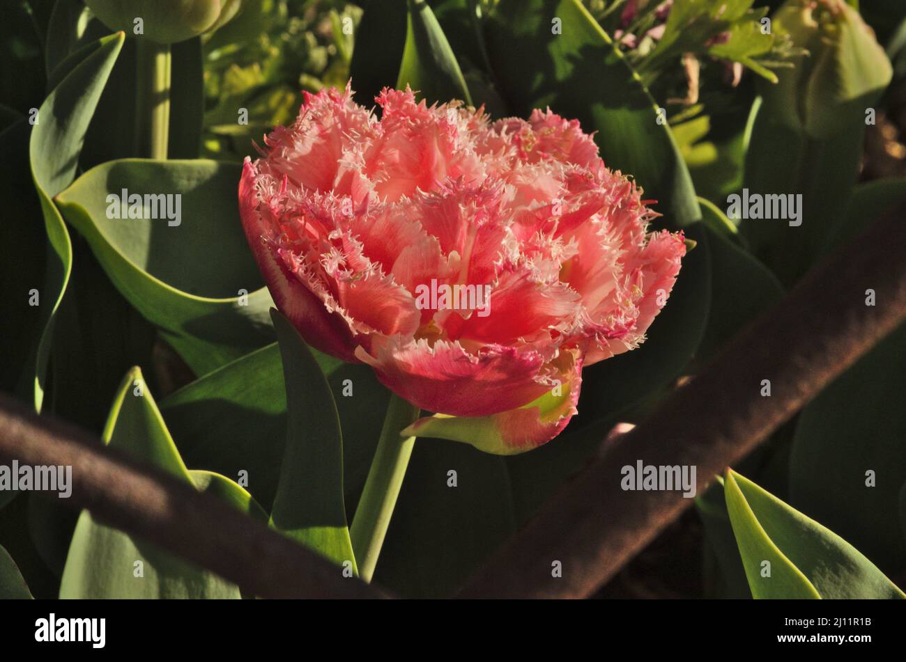 Single beauty flora blossom, garden setting, with spiked petal of ...
