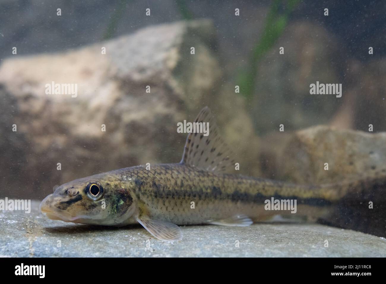 Gudgeon uk fish hi-res stock photography and images - Alamy