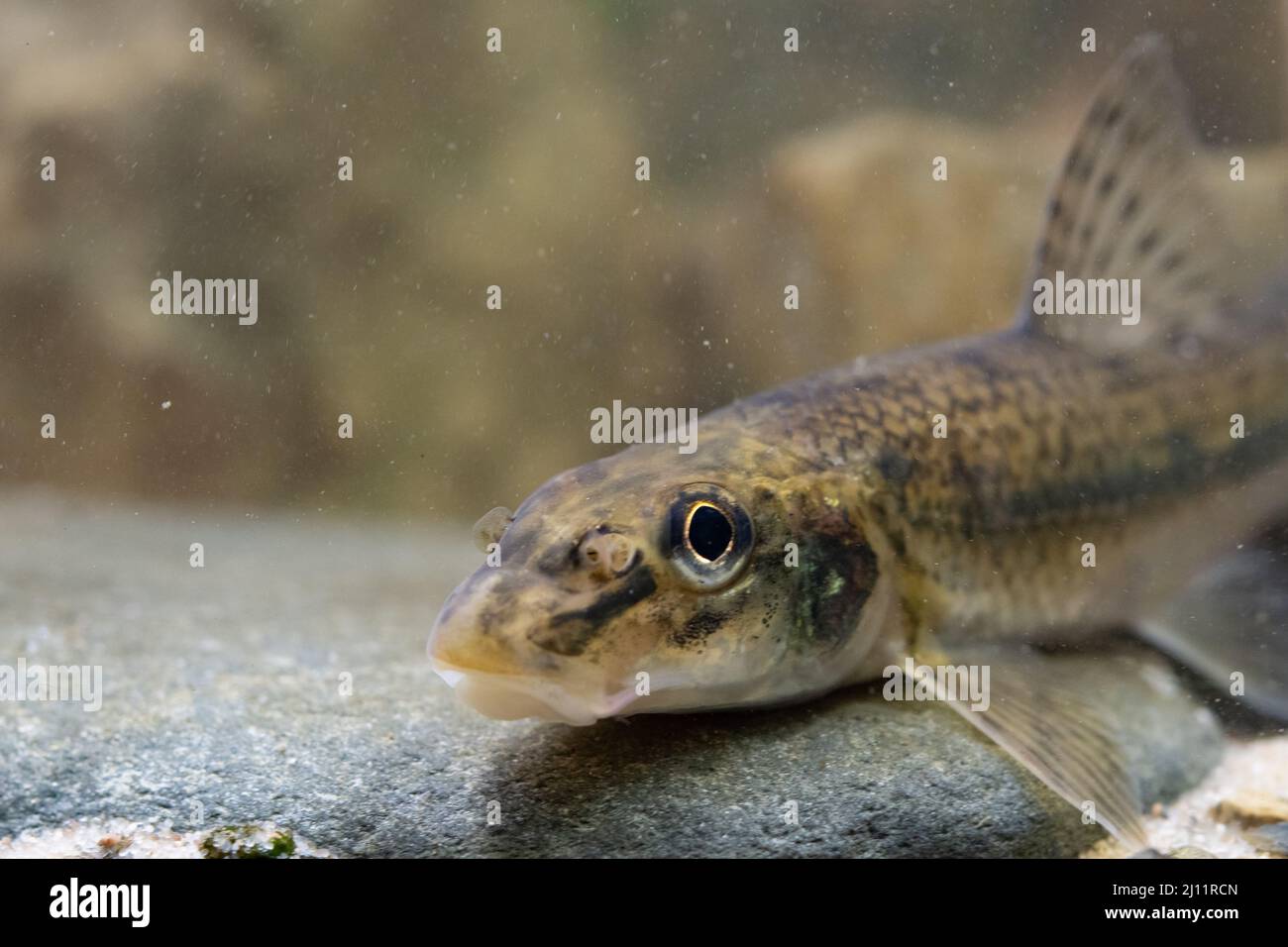 Gudgeon uk fish hi-res stock photography and images - Alamy