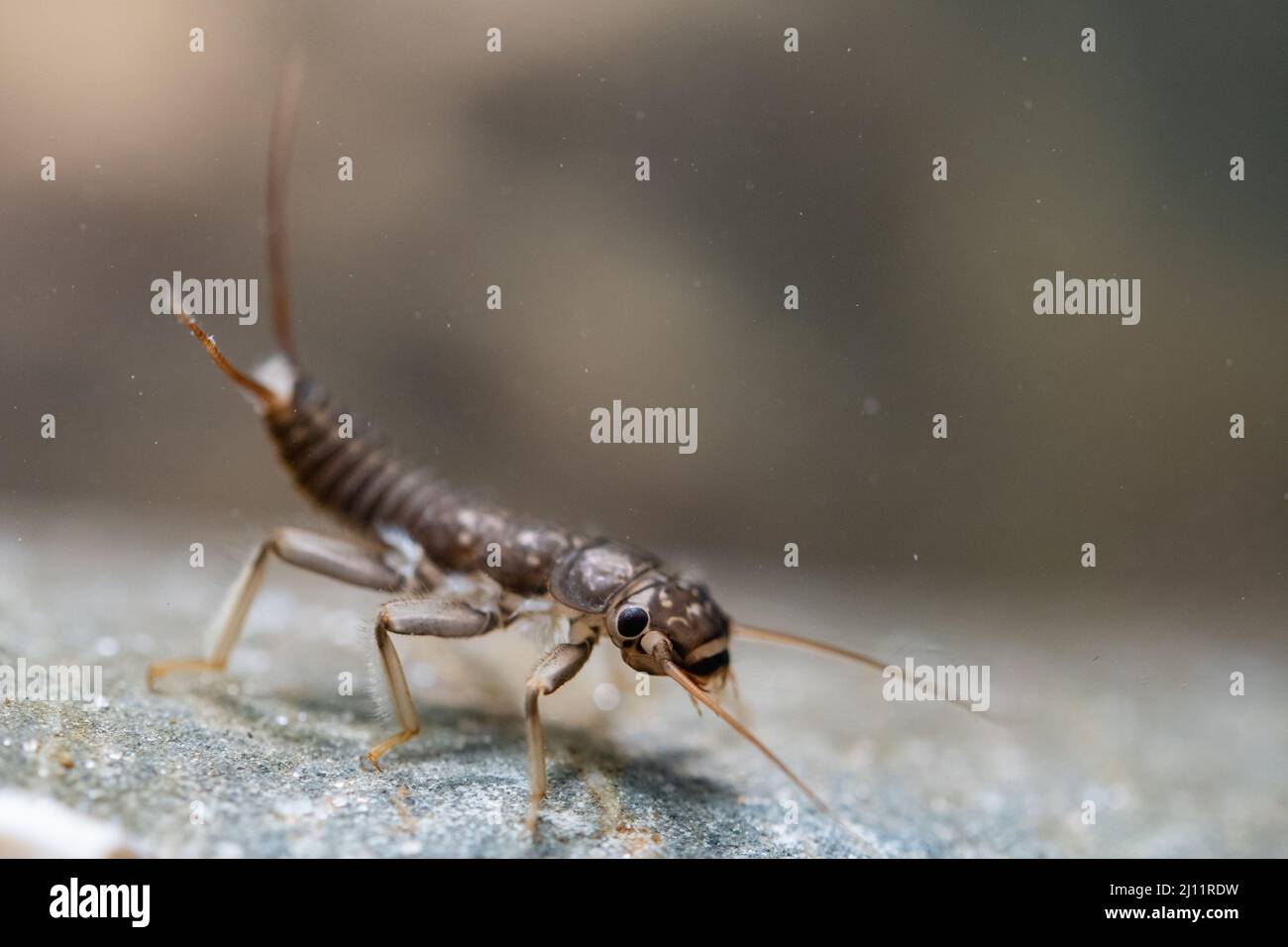 Stonefly larvae hi-res stock photography and images - Alamy
