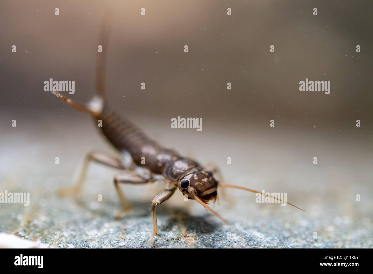 Stonefly larvae hi-res stock photography and images - Alamy