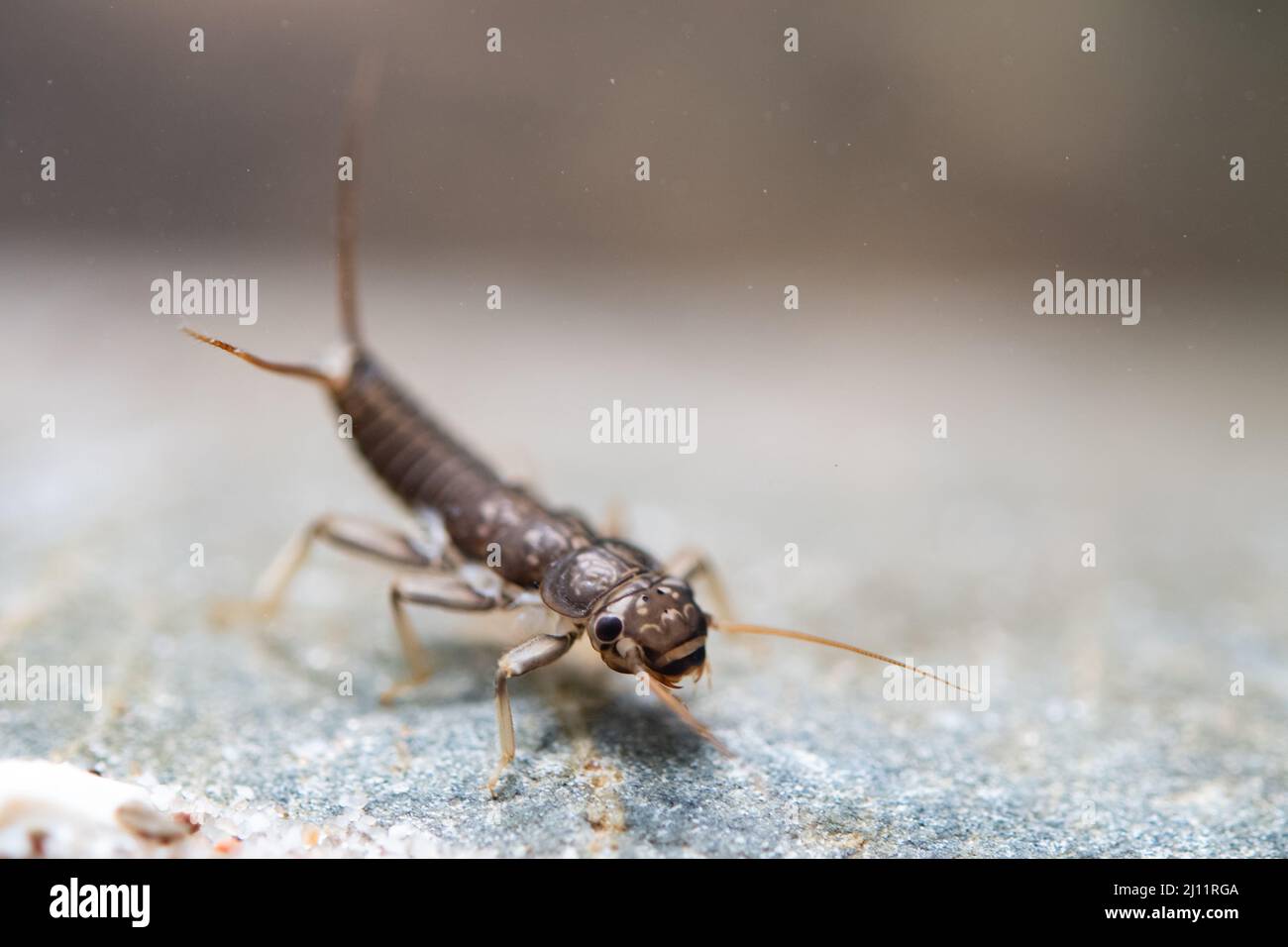 Stonefly larvae hi-res stock photography and images - Alamy