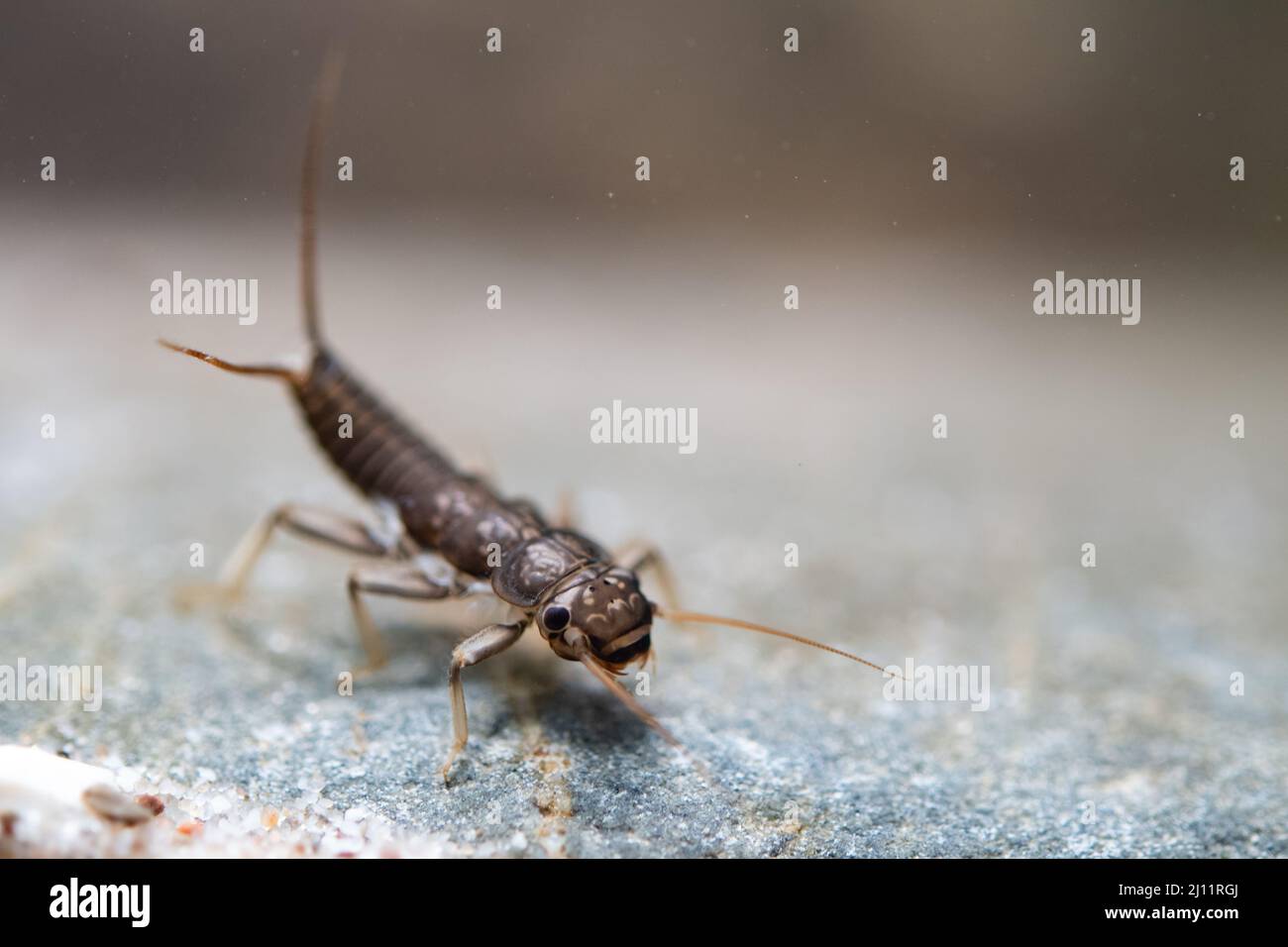 Stonefly larvae hi-res stock photography and images - Alamy