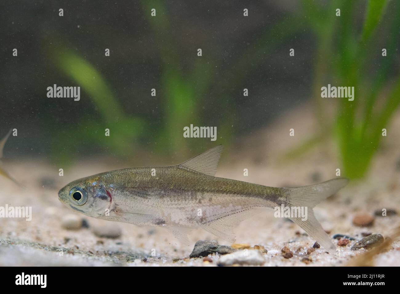 small common bream fry swimming Stock Photo - Alamy