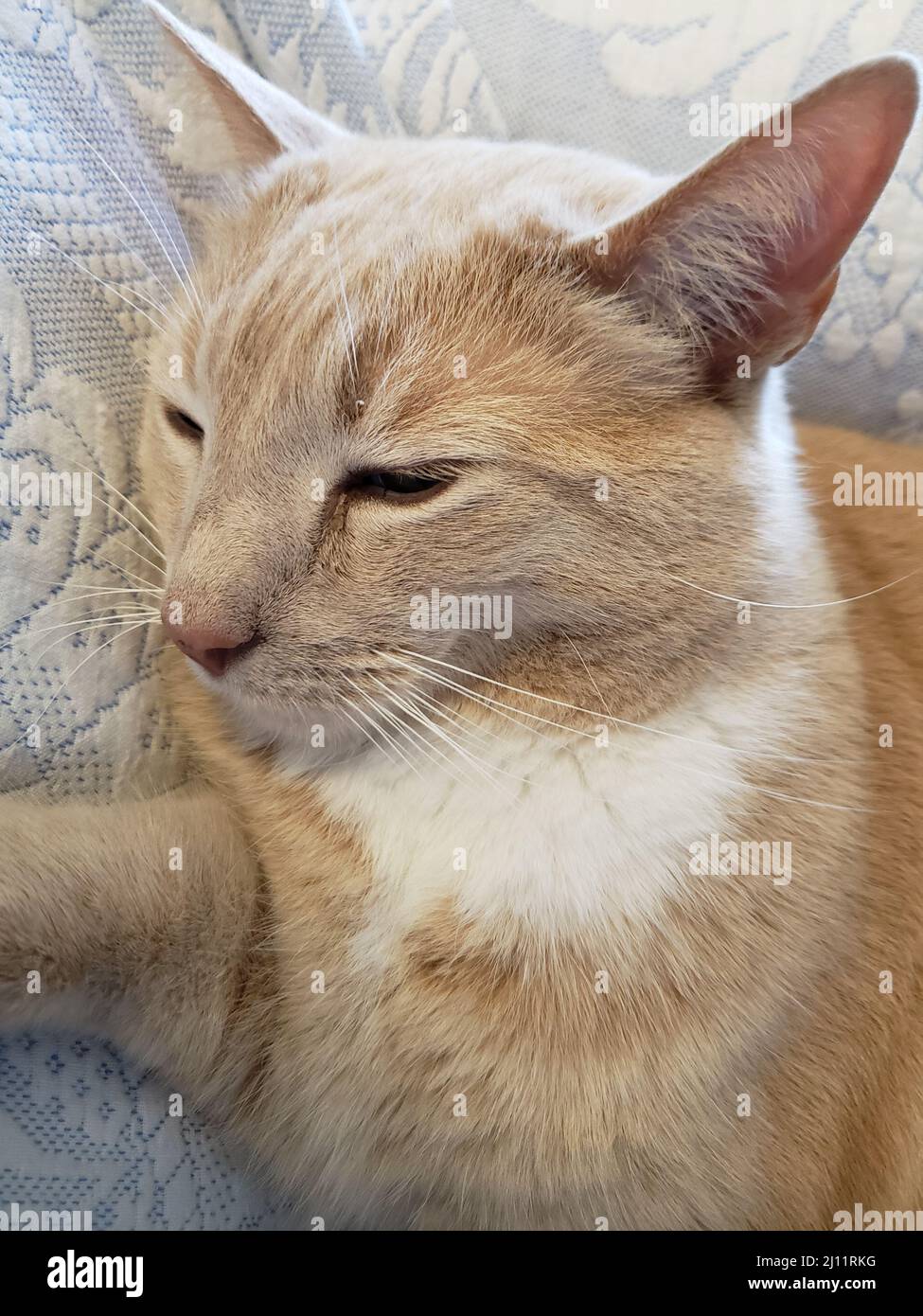 Cream Tabby Cat Sleeping on a Blue and White Blanket Stock Photo - Alamy